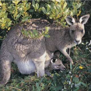 The Importance of Kangaroo Care for Newborns and Beyond